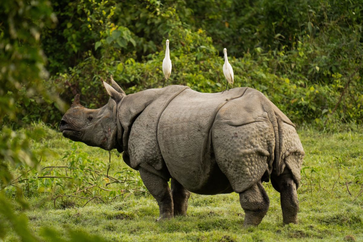 Big Beasts TV Series (2023) | Release Date, Review, Cast, Trailer, Watch Online at Apple TV+ ...