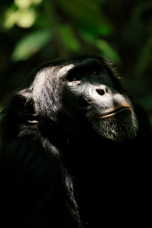 Chimp Empire TV Series (2023) | Release Date, Review, Cast, Trailer ...