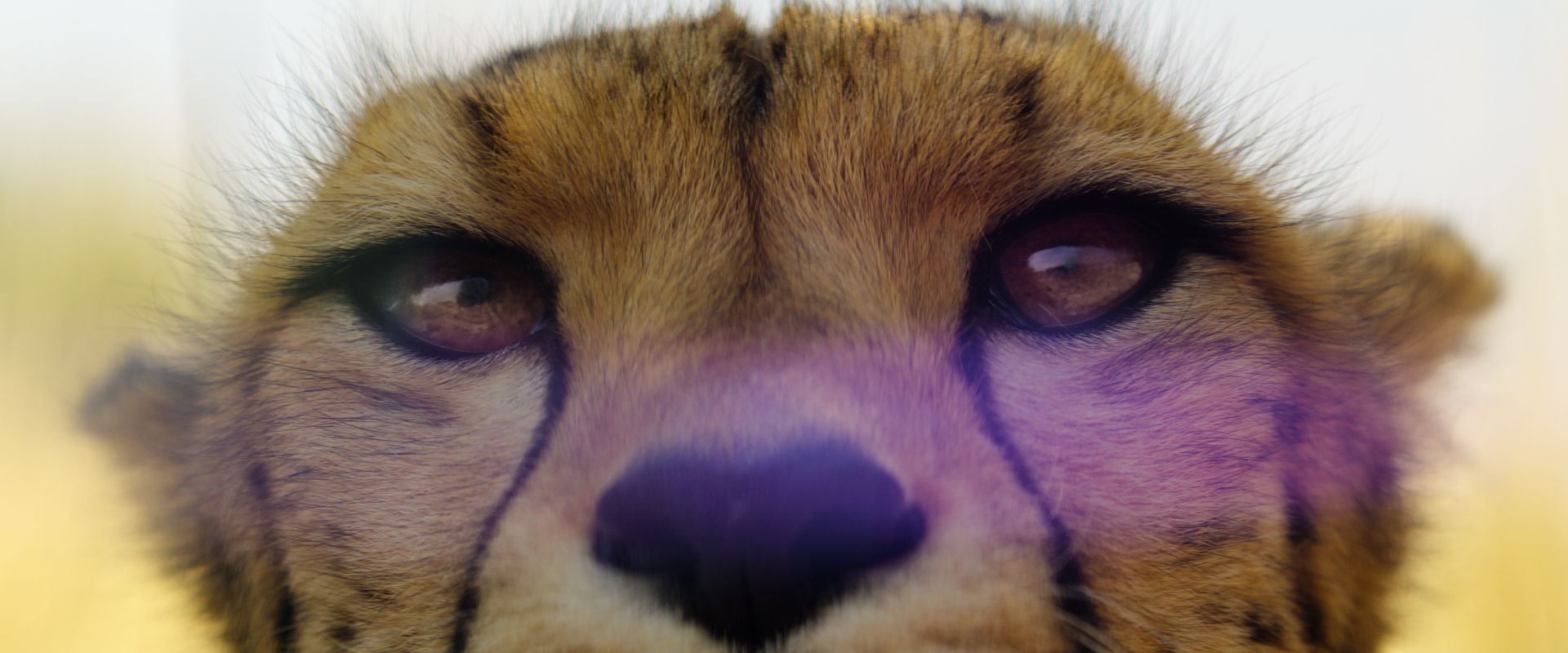 Our Universe TV Series (2022) | Release Date, Review, Cast, Trailer ...