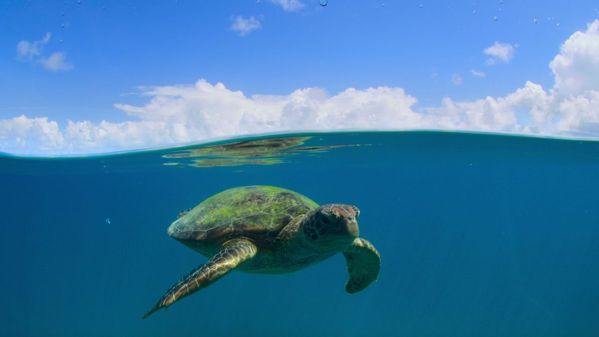 Our Great National Parks TV Series (2022) | Release Date, Review, Cast ...