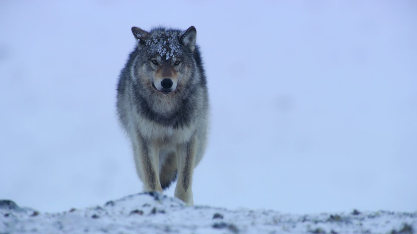 Our Living World TV Series (2024) | Release Date, Review, Cast, Trailer ...