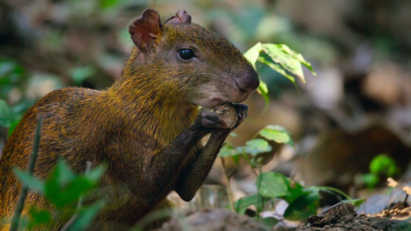 Our Living World TV Series (2024) | Release Date, Review, Cast, Trailer ...