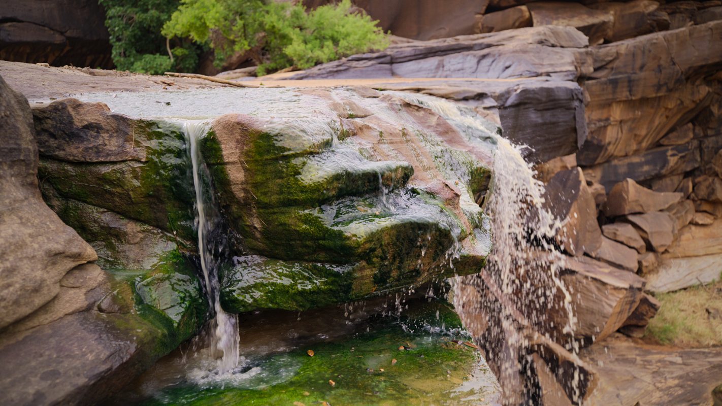 Our Living World TV Series (2024) | Release Date, Review, Cast, Trailer ...