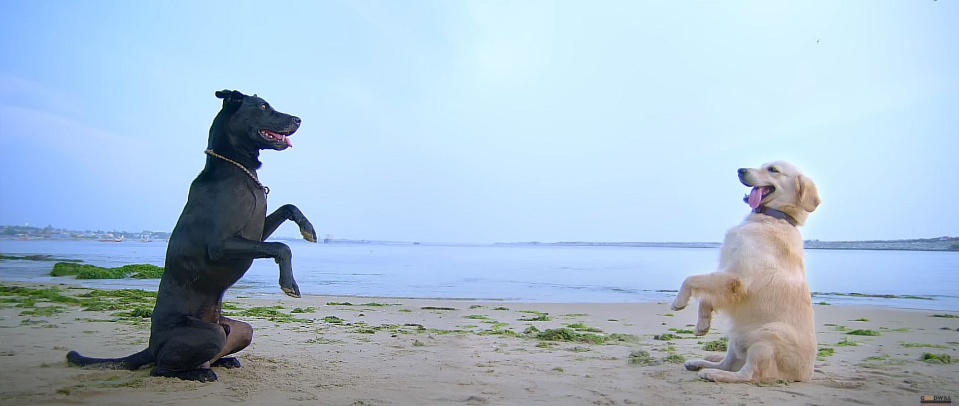 Valatty Movie (2023) | Release Date, Review, Cast, Trailer, Watch ...